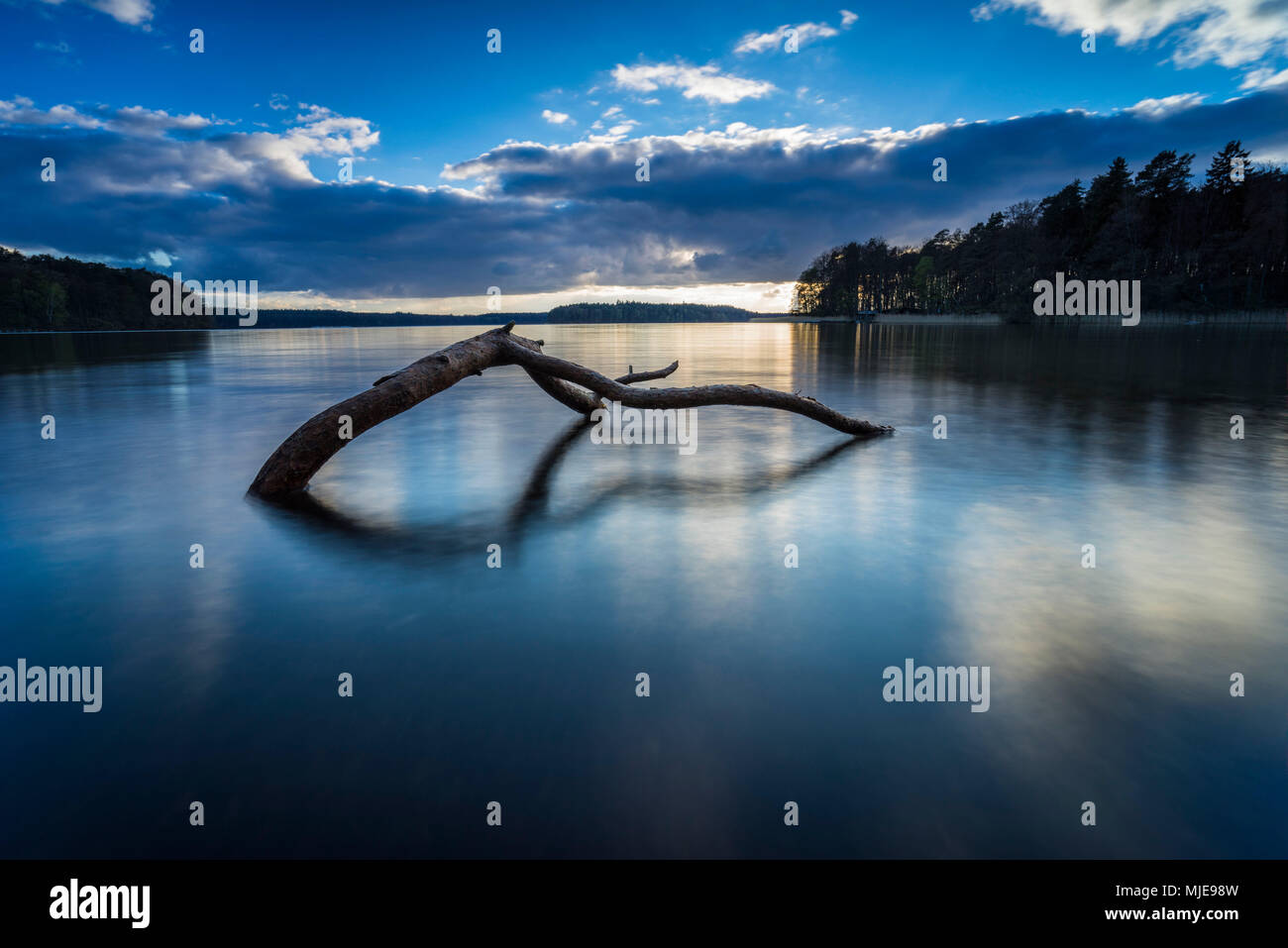 Bleak tree hi-res stock photography and images - Alamy
