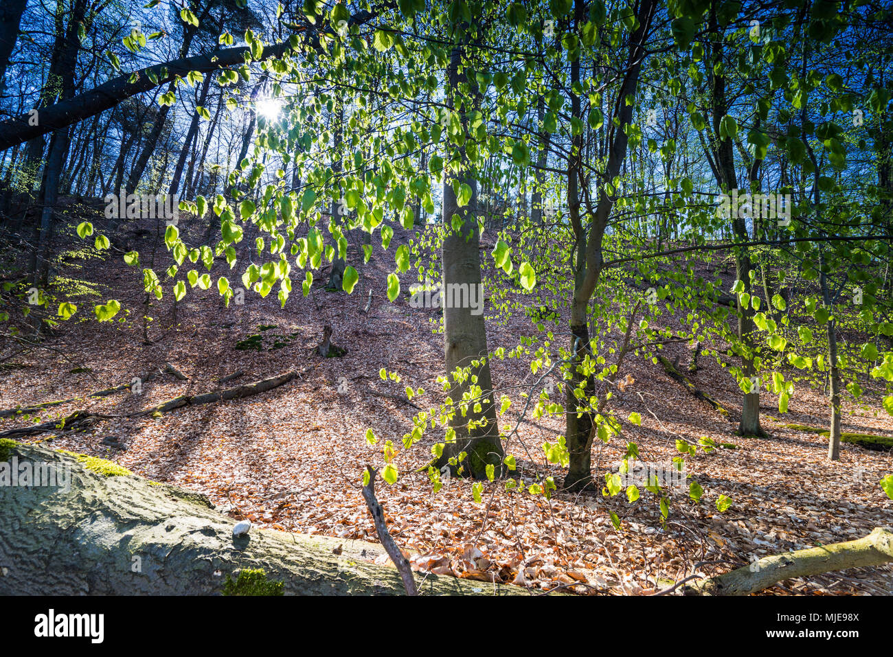 Trees backlight hi-res stock photography and images - Alamy