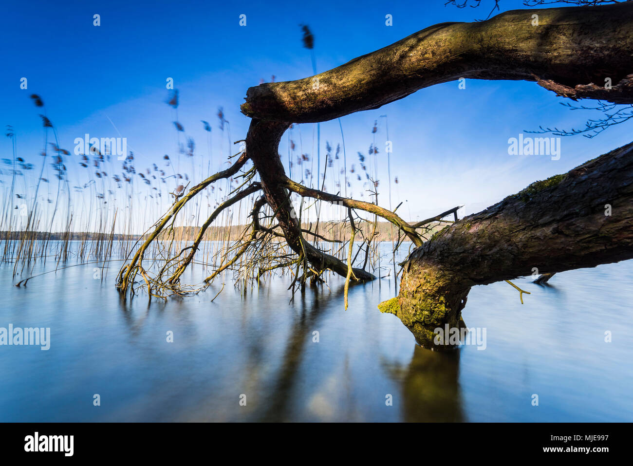 Bleak tree hi-res stock photography and images - Alamy