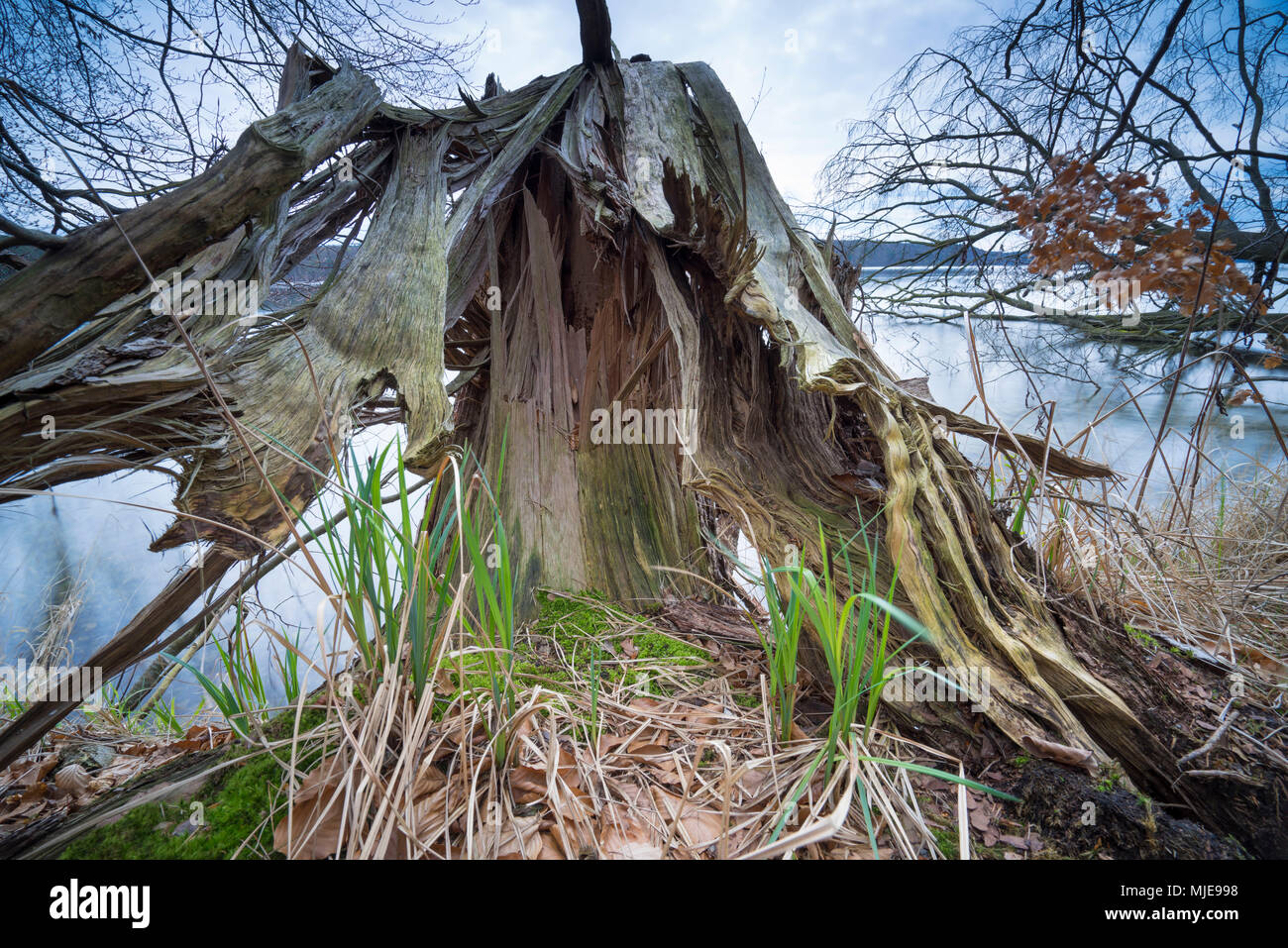 Tree dead hi-res stock photography and images - Alamy