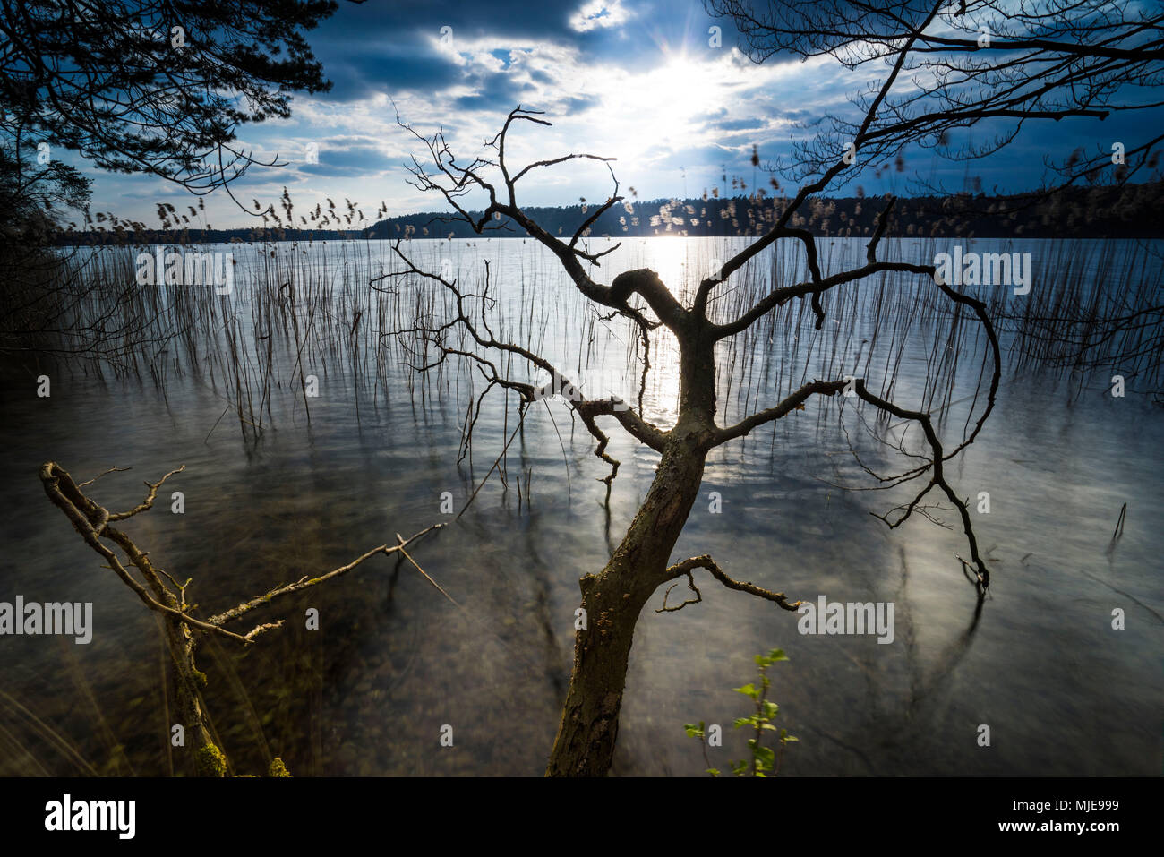 Bleak tree hi-res stock photography and images - Alamy