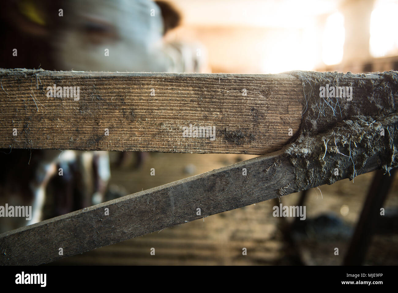 Wooden gate in the stable Stock Photo - Alamy