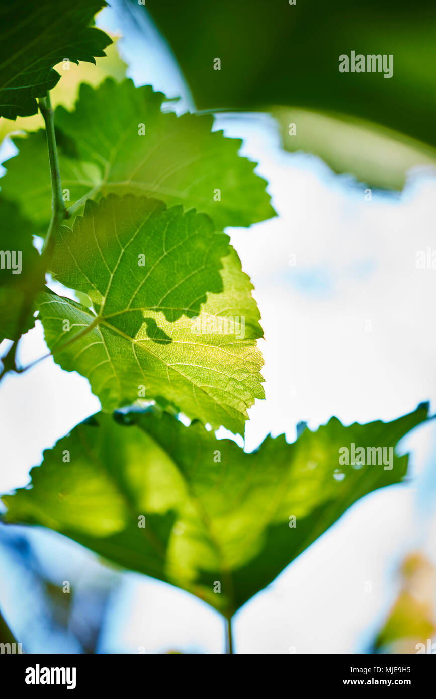 grape leaves in the sunlight, close-up Stock Photo - Alamy