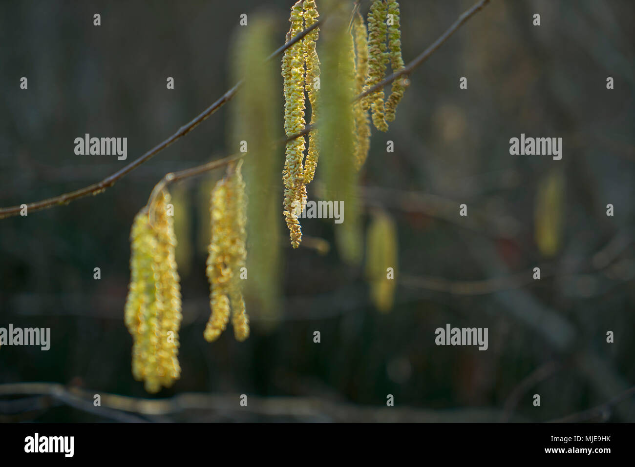 Branches with catkins as inflorescence in backlight Stock Photo - Alamy