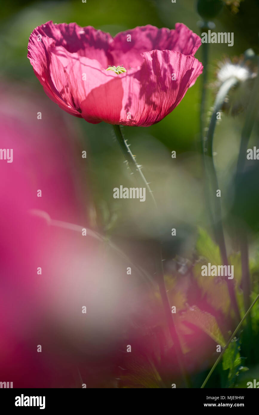 Light through flower meadow hi-res stock photography and images - Alamy