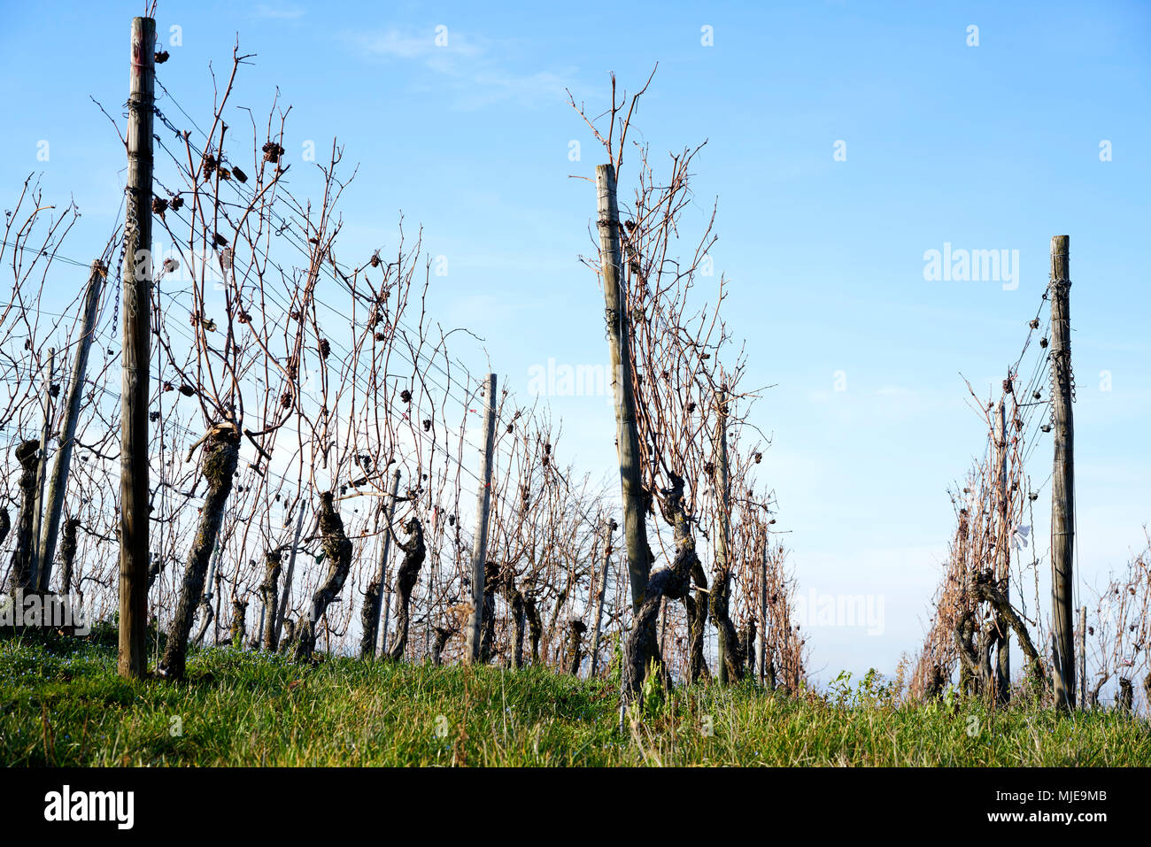 rows of leafless vines, blue sky Stock Photo - Alamy