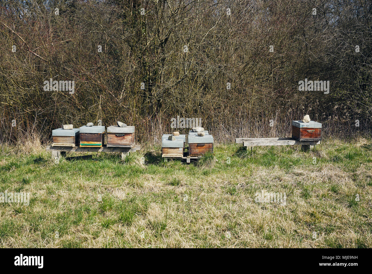 six boxes for bees at the edge of the forest on a meadow in autumn ...