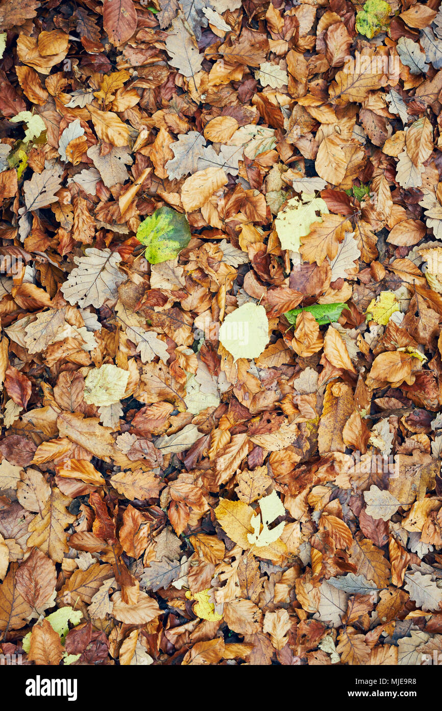 different autumn leaves on the ground, variety, autumn colours ...