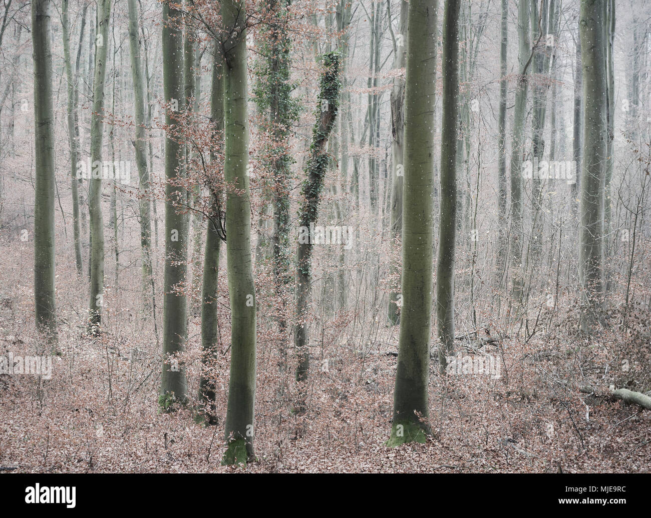 Forest with beeches hi-res stock photography and images - Alamy