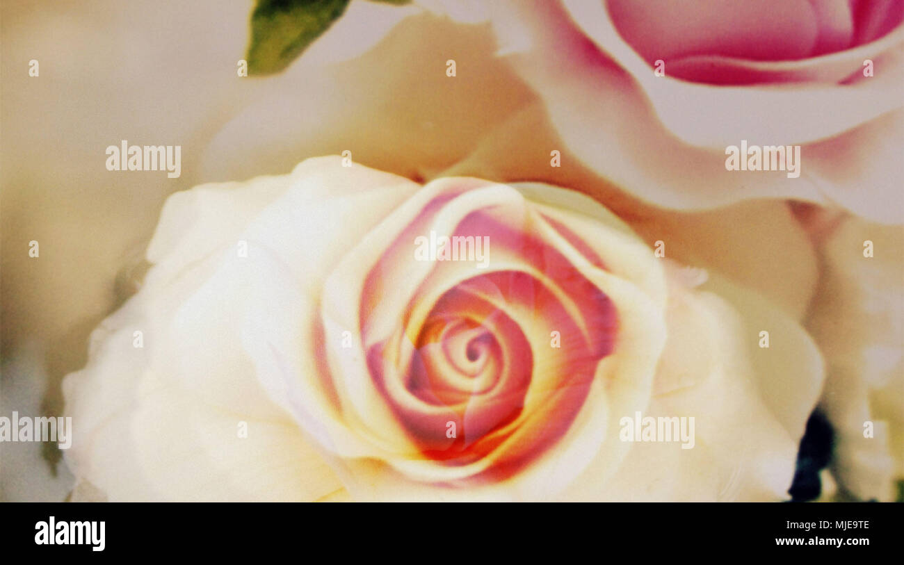 Rose, flowers, detail Stock Photo - Alamy