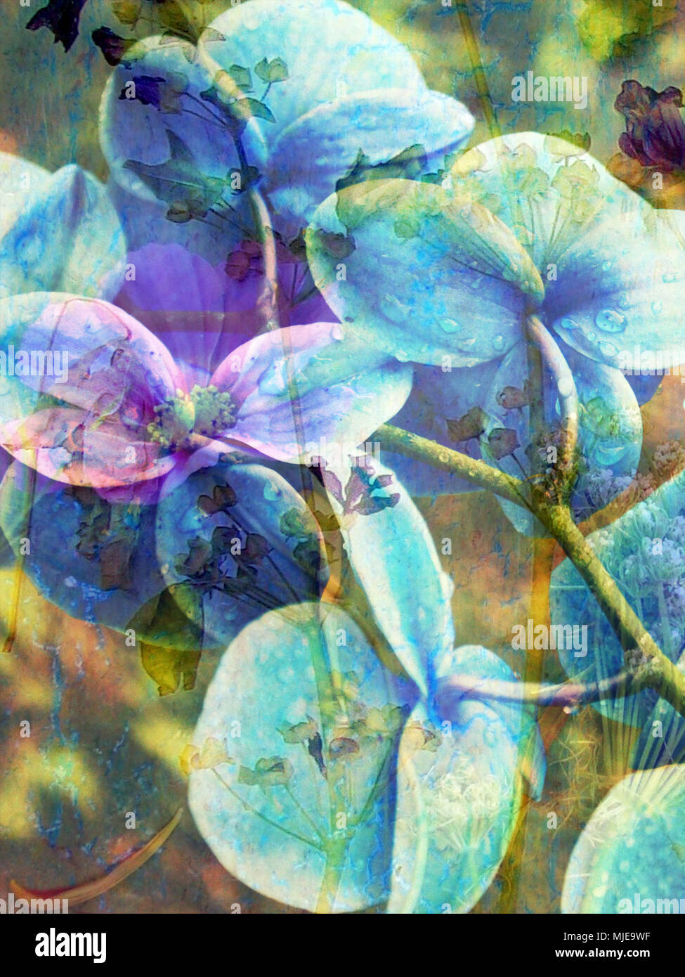 photomontage, orchid, flowers, blue, detail Stock Photo - Alamy
