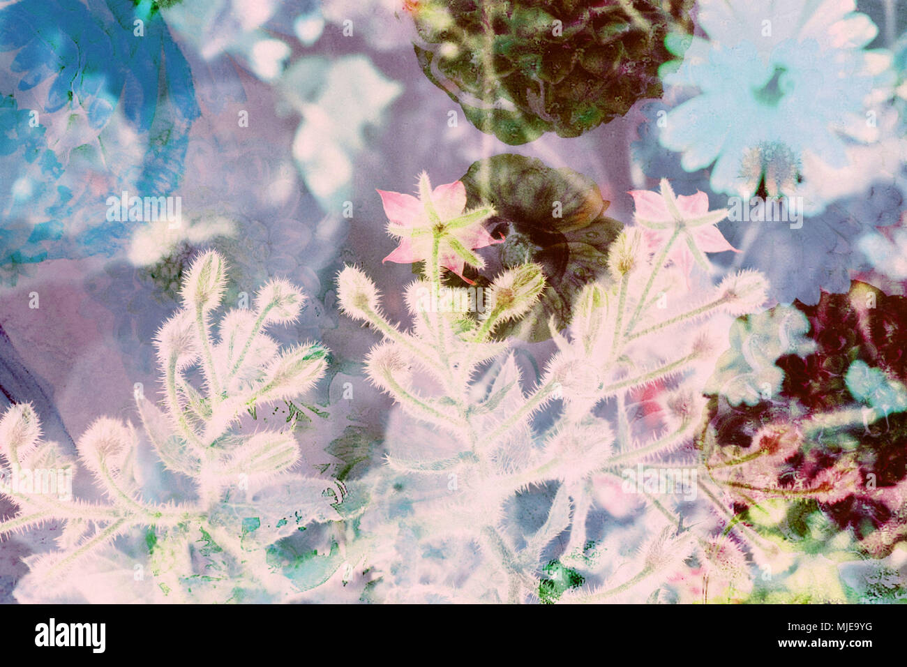 photomontage, multiple exposure, flowers, different, detail Stock Photo ...