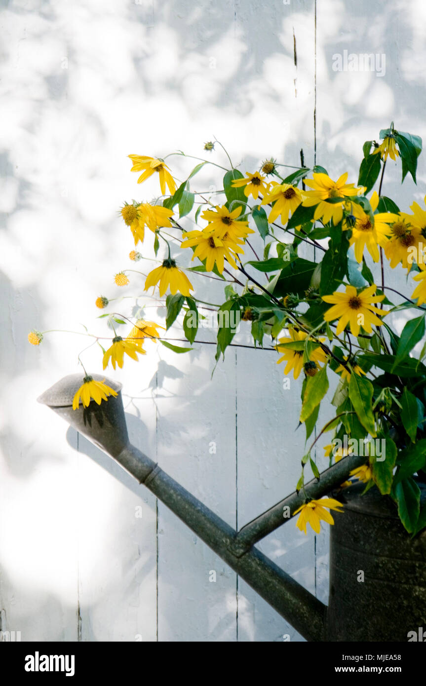 sunroot flowers in watering can Stock Photo - Alamy