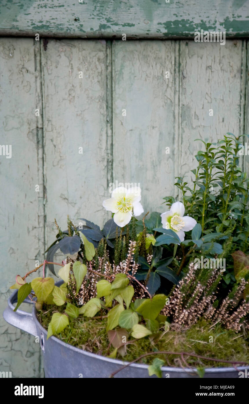 Autumn decoration with Christmas rose, Calluna and ivy in a zinc tub ...