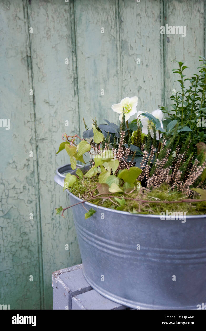 Calluna and ivy in a zinc tub hi-res stock photography and images - Alamy