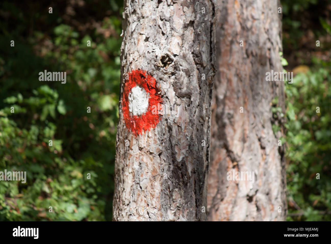 State forest code Stock Photo - Alamy