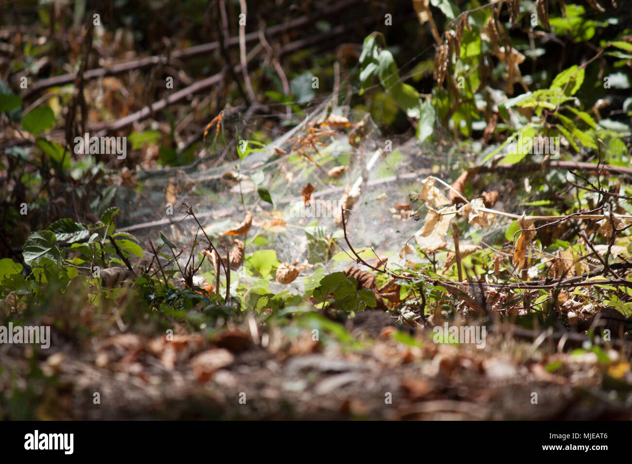 spider's web in the forest Stock Photo - Alamy