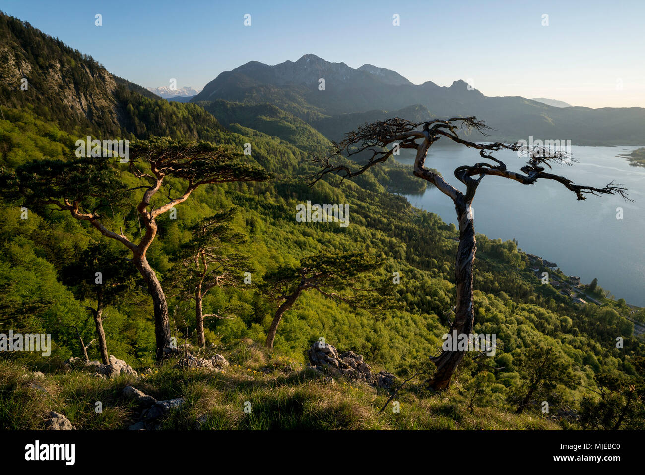 Evening mood at Kienstein over the Kochelsee (Lake Kochel), close ...