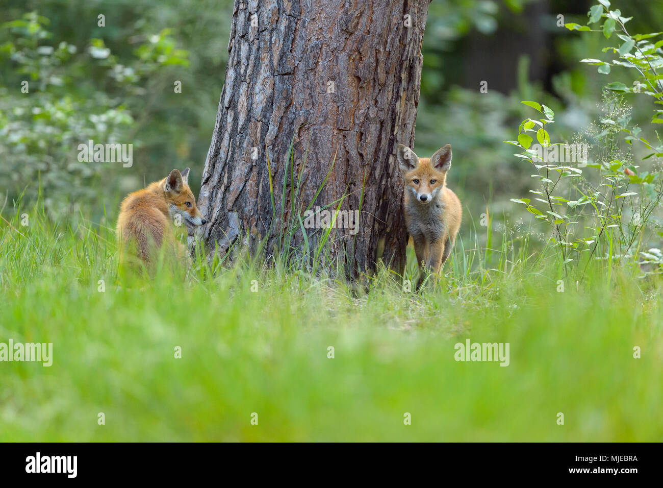 Male fox germany hi-res stock photography and images - Alamy