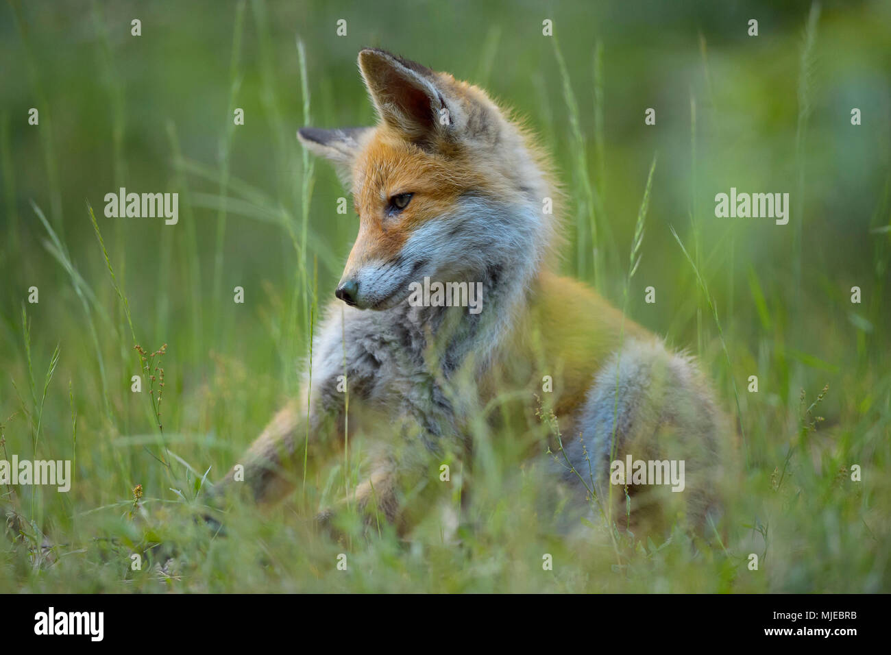 Red Fox, vulpes vulpes, Young Fox Scratching, Germany, Europe Stock ...