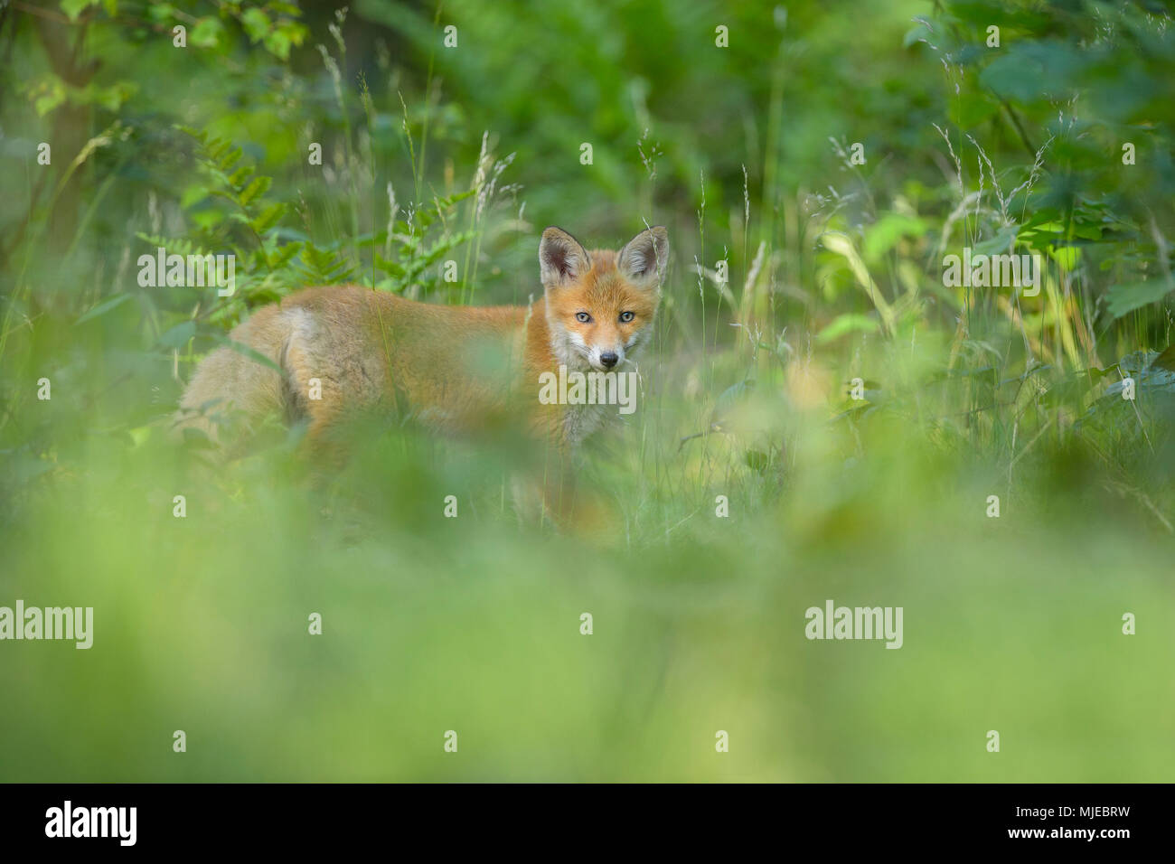 Red Fox, vulpes vulpes, Young Fox, Germany, Europe Stock Photo - Alamy