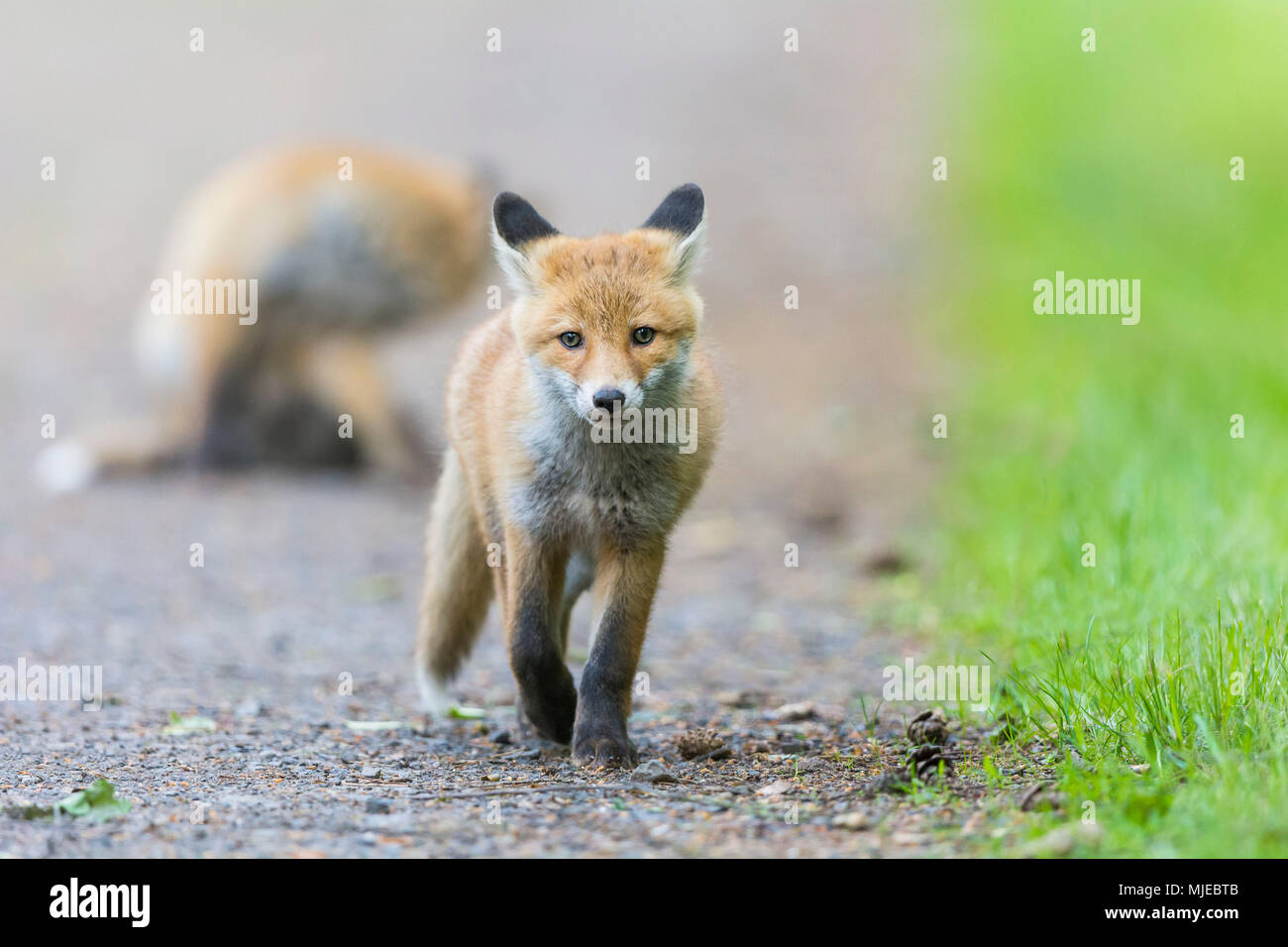 Red Fox, vulpes vulpes, Young Fox, Germany, Europe Stock Photo - Alamy