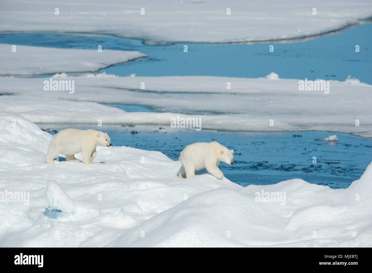 Greenland arctic hi-res stock photography and images - Alamy