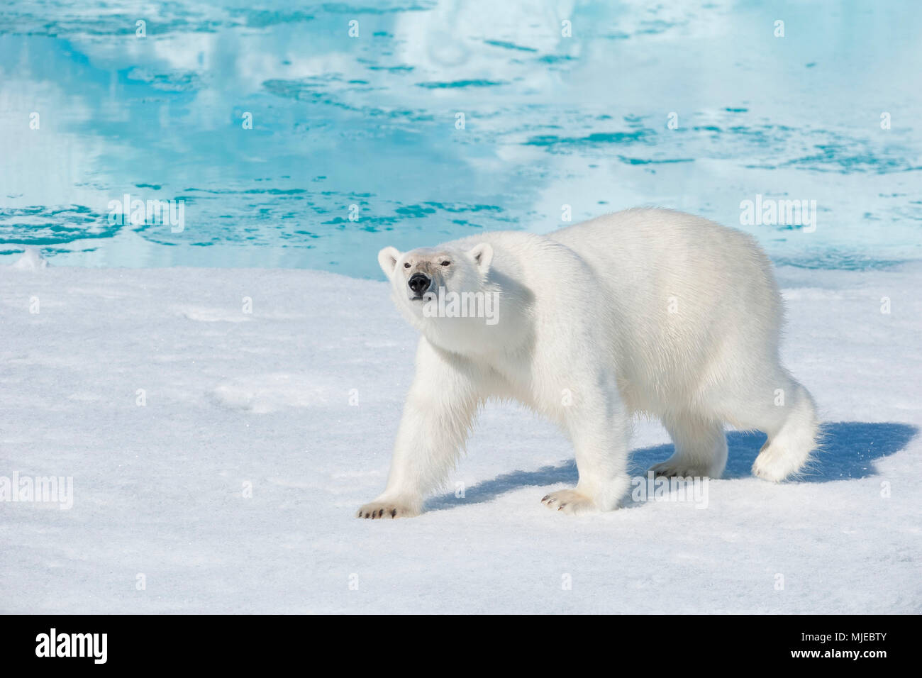 Polar Bear, Ursus maritimus, North East Greenland Coast, Greenland ...