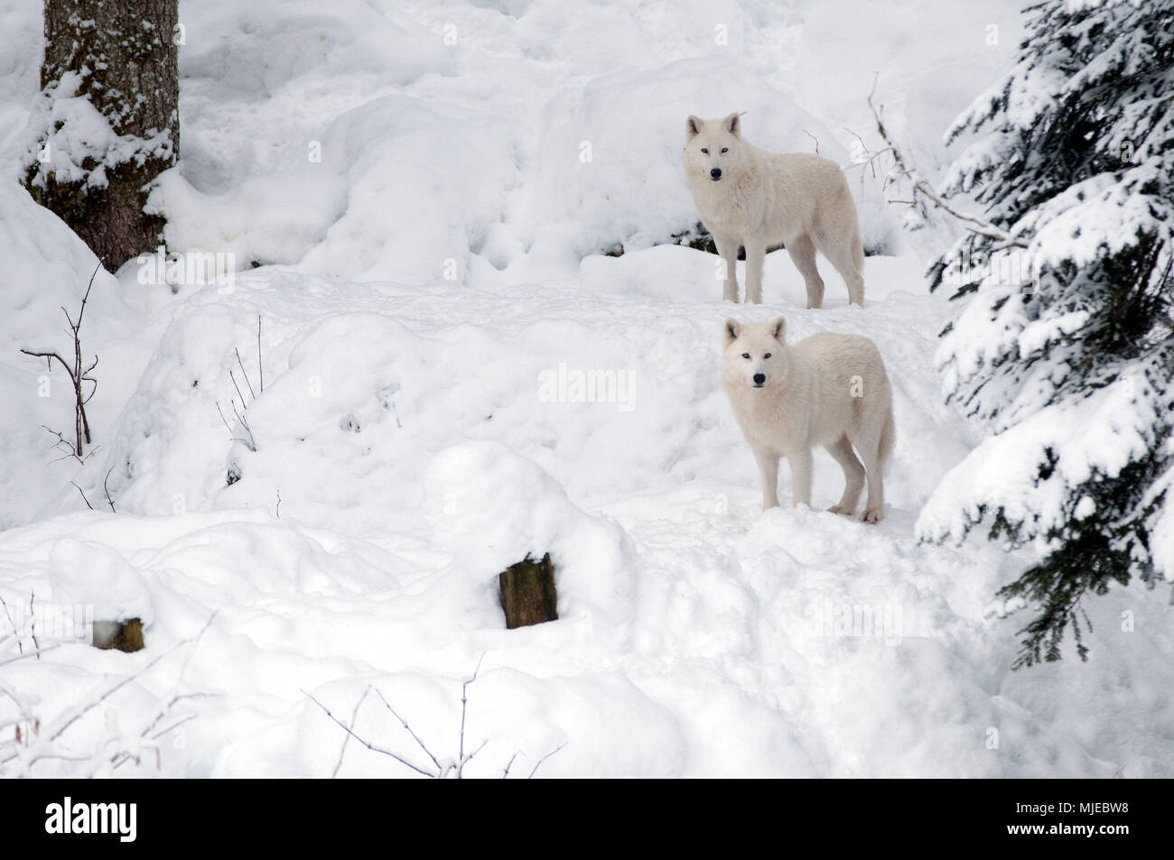Arctic Wolves Canis Lupus Arctos In The Snow High Resolution Stock ...