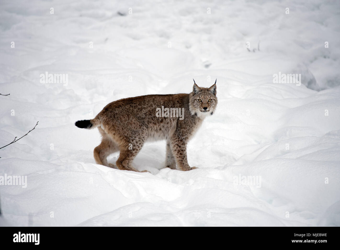 Lynx in snow wildlife hi-res stock photography and images - Alamy