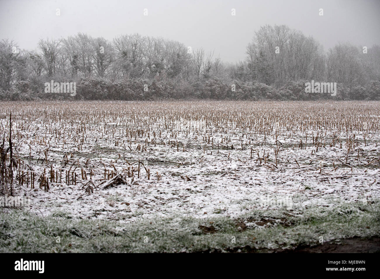 Corn field snow hi-res stock photography and images - Alamy