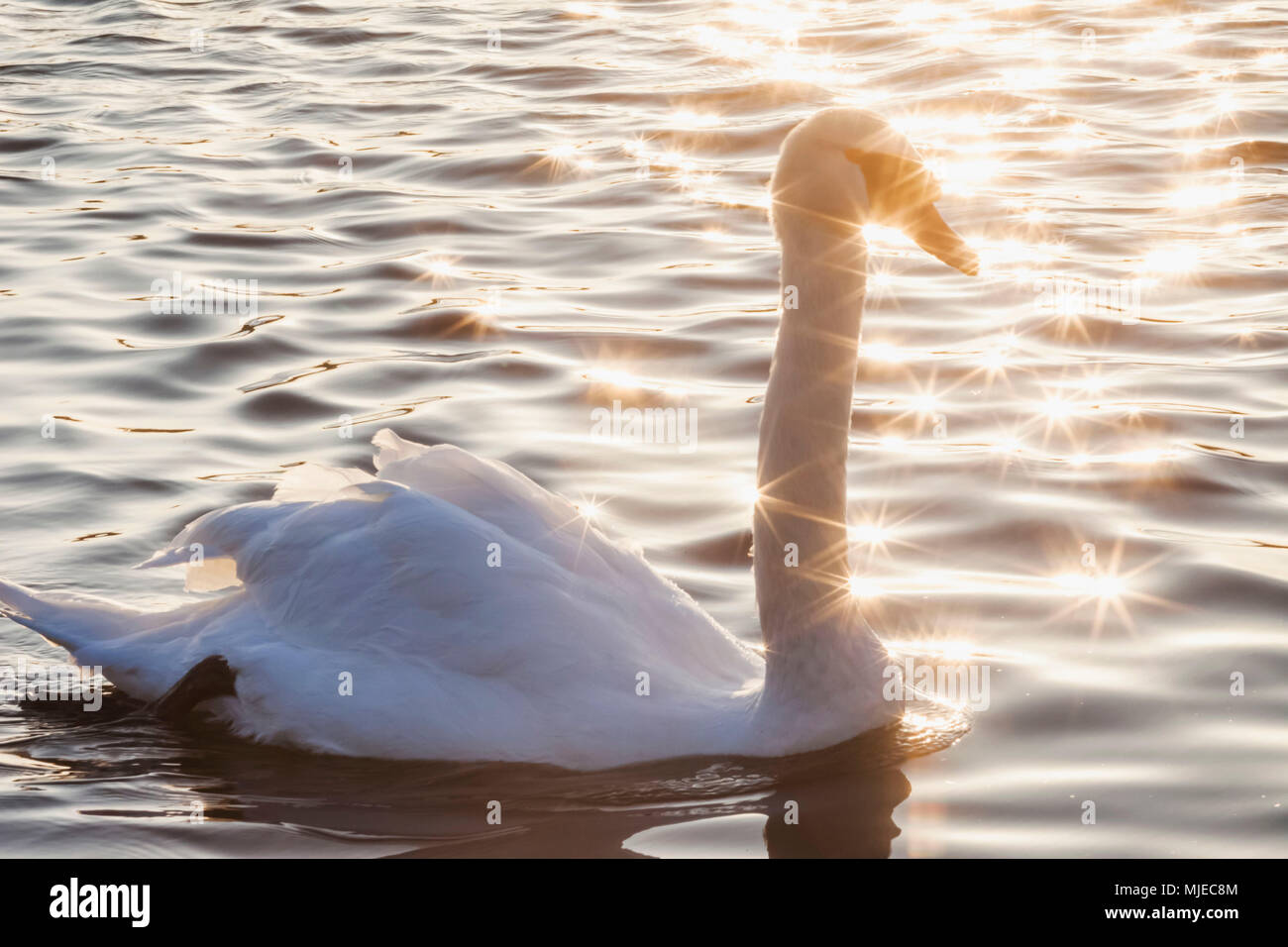England, London, Kensington, Kensington Gardens, Round Pond, Swan Stock ...
