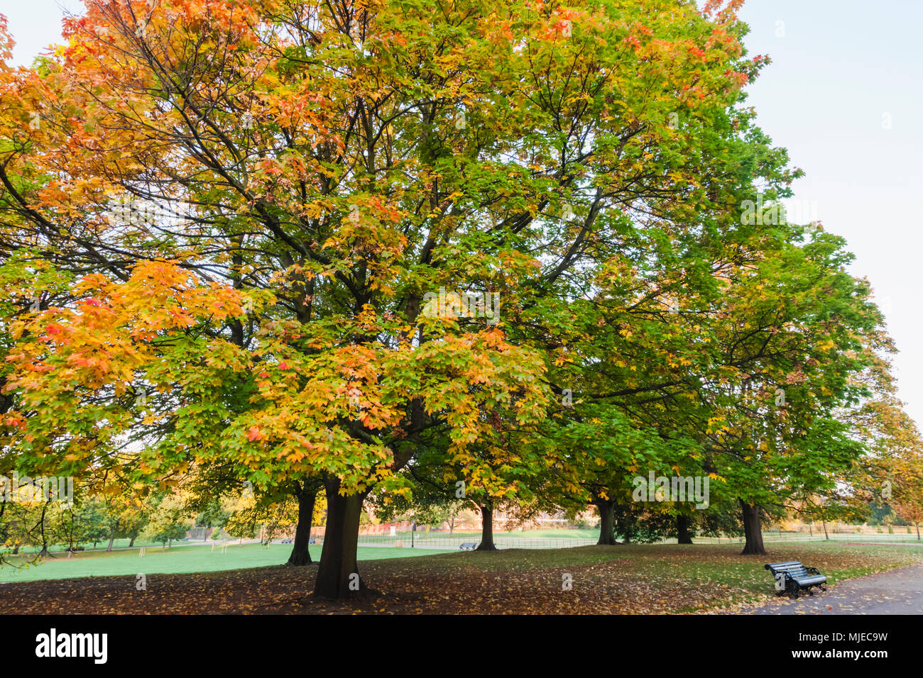 Autumn trees kensington gardens london hi-res stock photography and ...