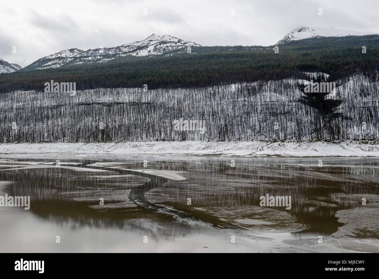 Medicine lake, Alberta, damage, dead, forest, site of fire, skeleton ...