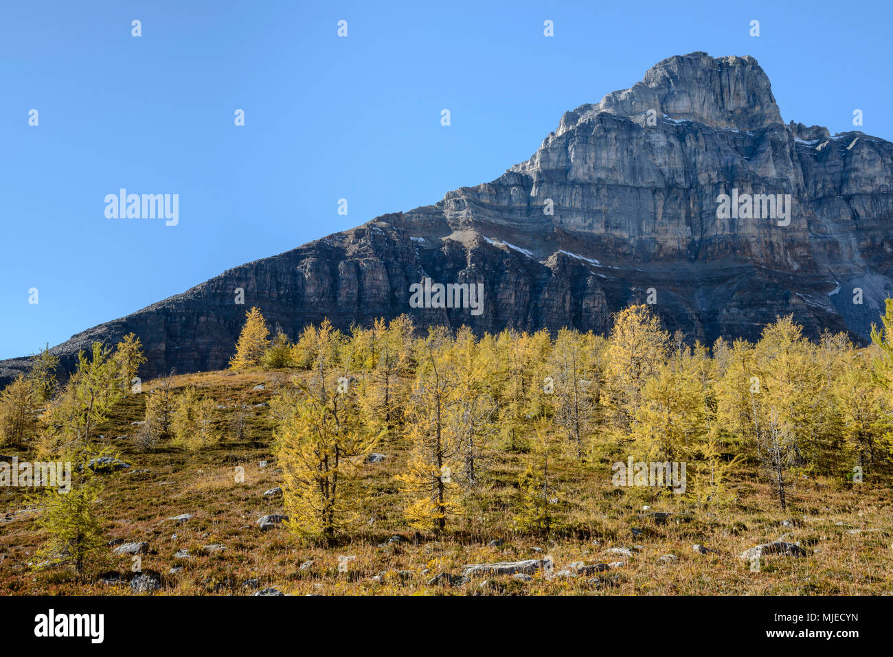 Banff National Park, Alberta, altitude, yellow, forest, hike, hiking ...