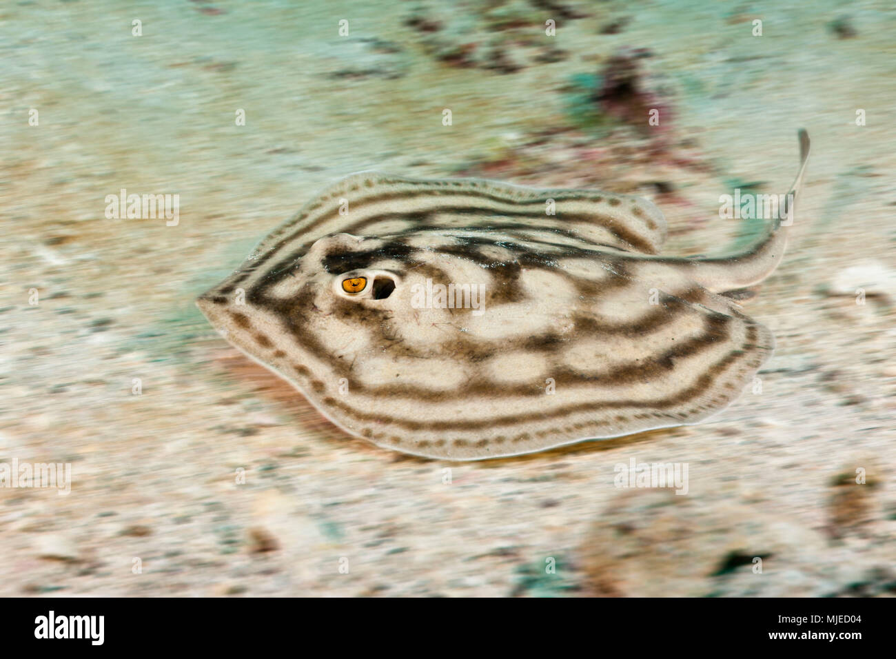 Bullseye Round Stingray, Urobatis concentricus, La Paz, Baja California ...