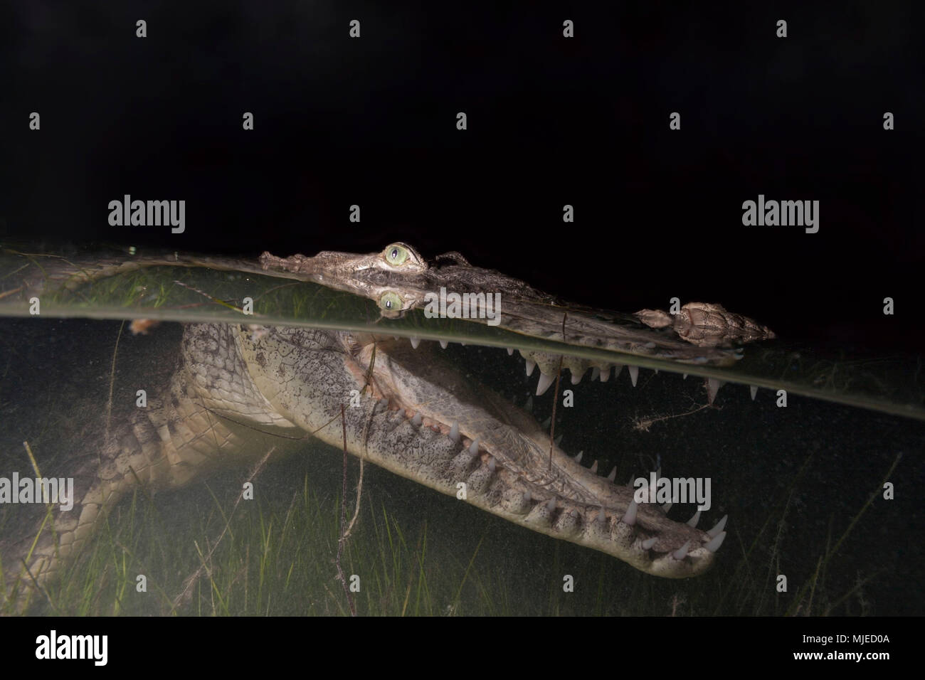 Morelet's Crocodile hunting at Night, Crocodylus moreletii, Cancun ...