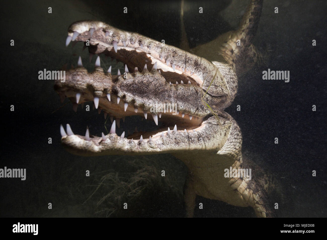 Morelet's Crocodile hunting at Night, Crocodylus moreletii, Cancun ...
