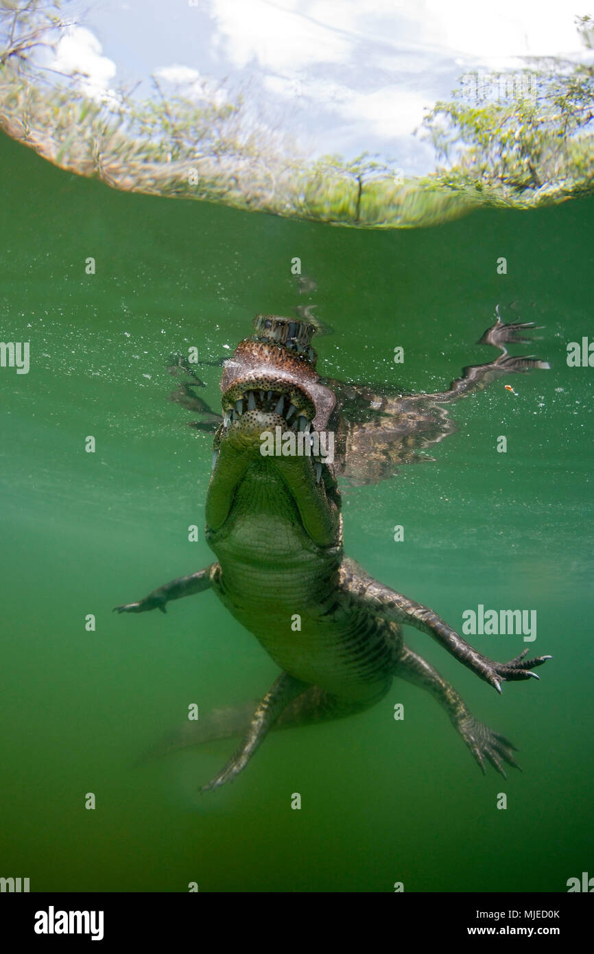 Morelets Crocodile, Crocodylus moreletii, Cancun, Yucatan, Mexico Stock ...