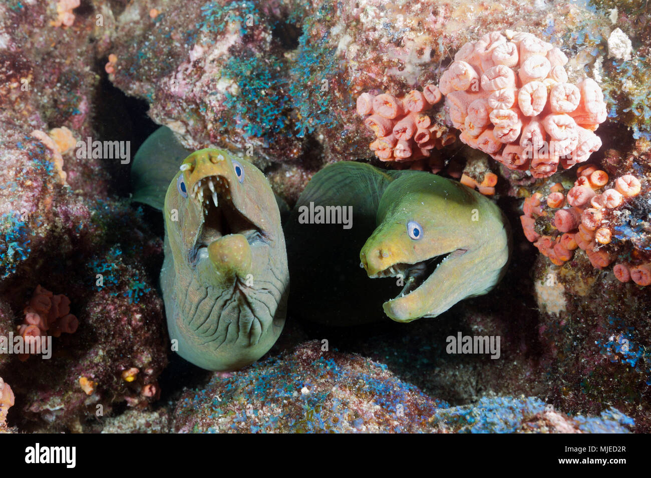 Group of panamic green moray eel hiding in reef hi-res stock photography and images - Alamy