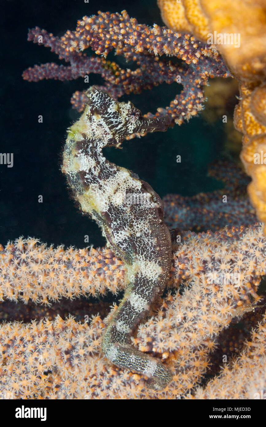 Pacific Seahorse, Hippocampus ingens, La Paz, Baja California Sur ...