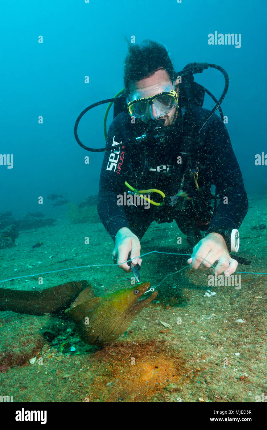 Green Moray Eel With Diver
