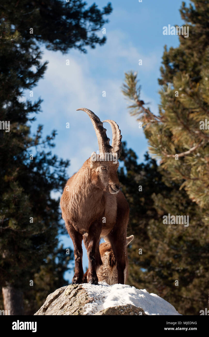 Winter france animal hi-res stock photography and images - Alamy