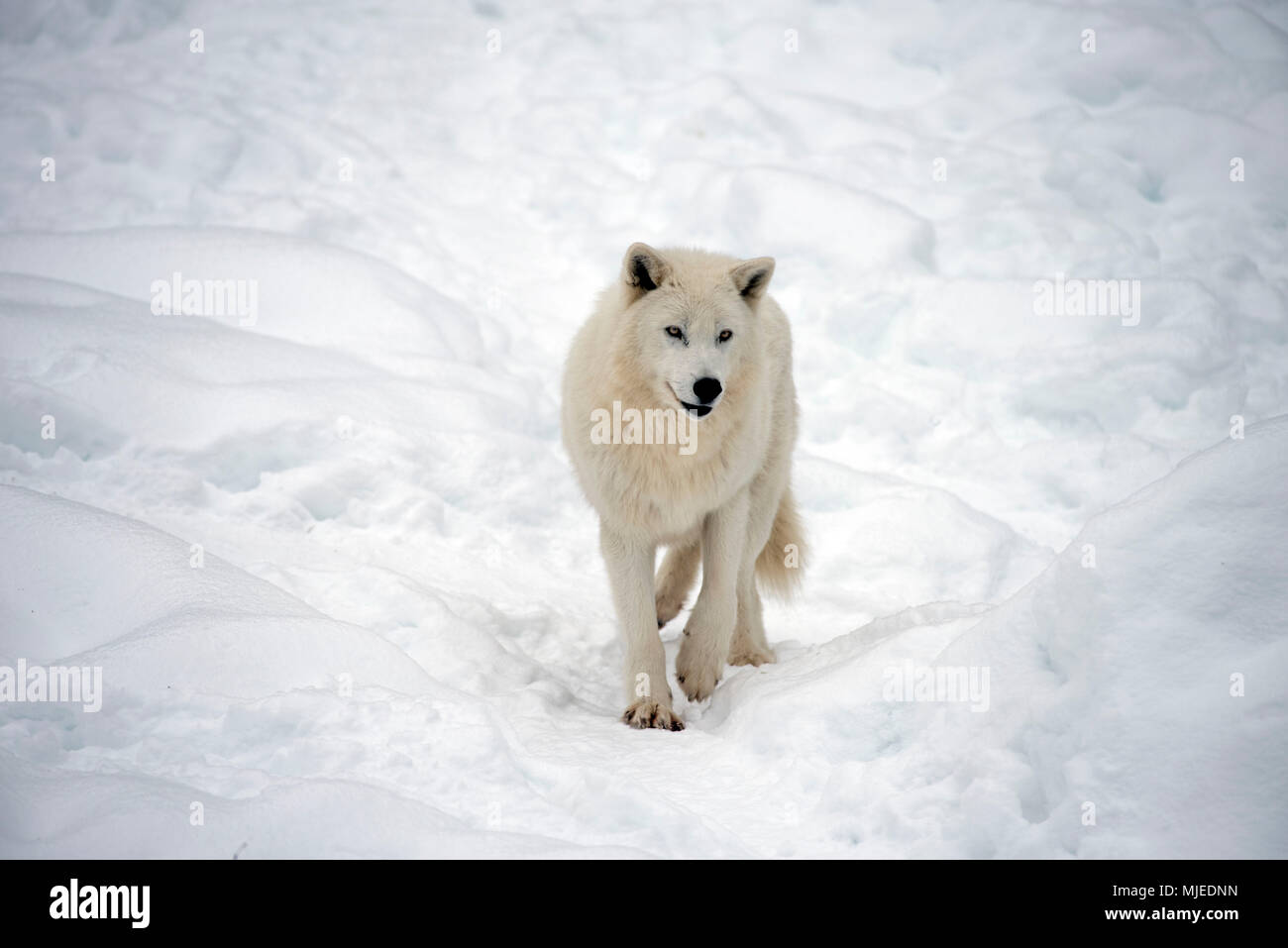 Arctic wolf snow hi-res stock photography and images - Alamy