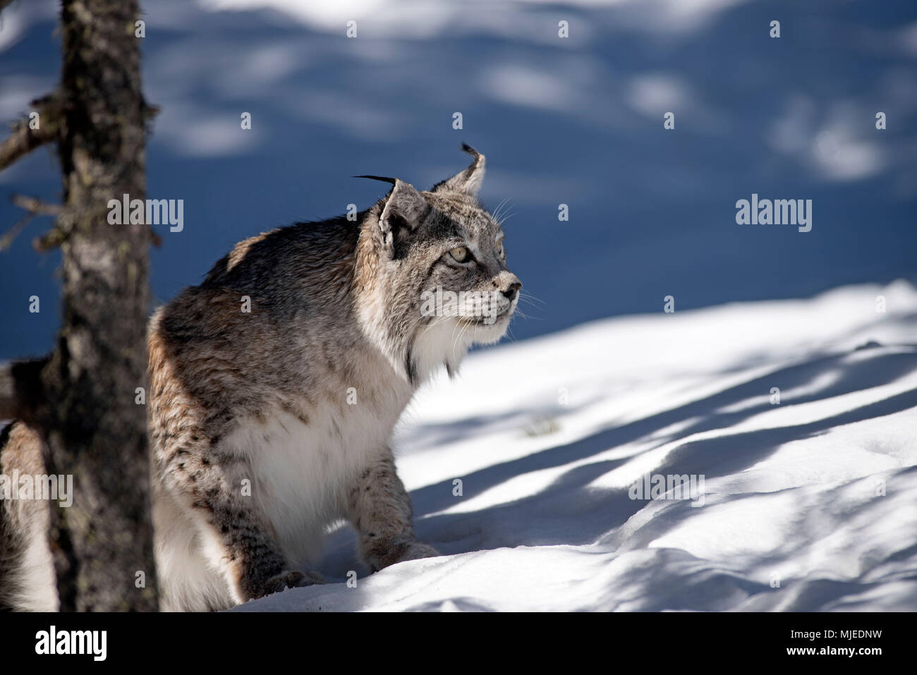Eurasian lynx in the snow (Lynx lynx) on the lookout Stock Photo - Alamy