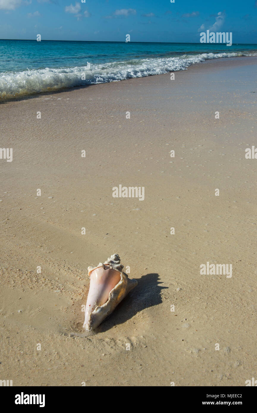 Shell on the norman saunders beach hi-res stock photography and images ...