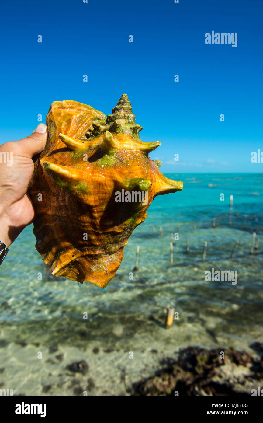 Conch farm hi-res stock photography and images - Alamy