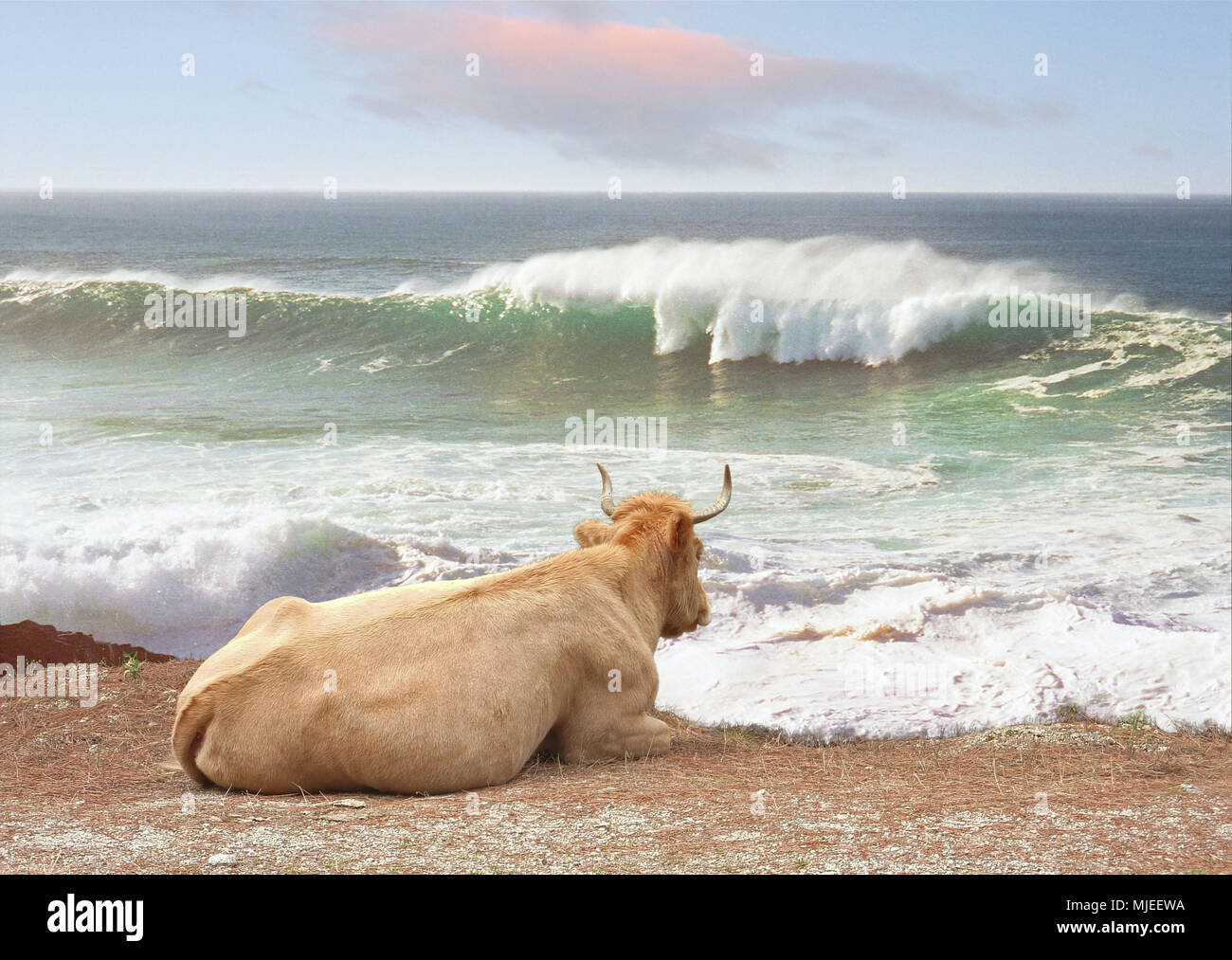 Cow watching hi-res stock photography and images - Alamy