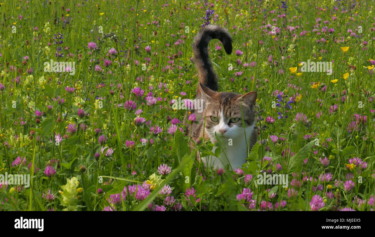 cat in flowery field Stock Photo - Alamy
