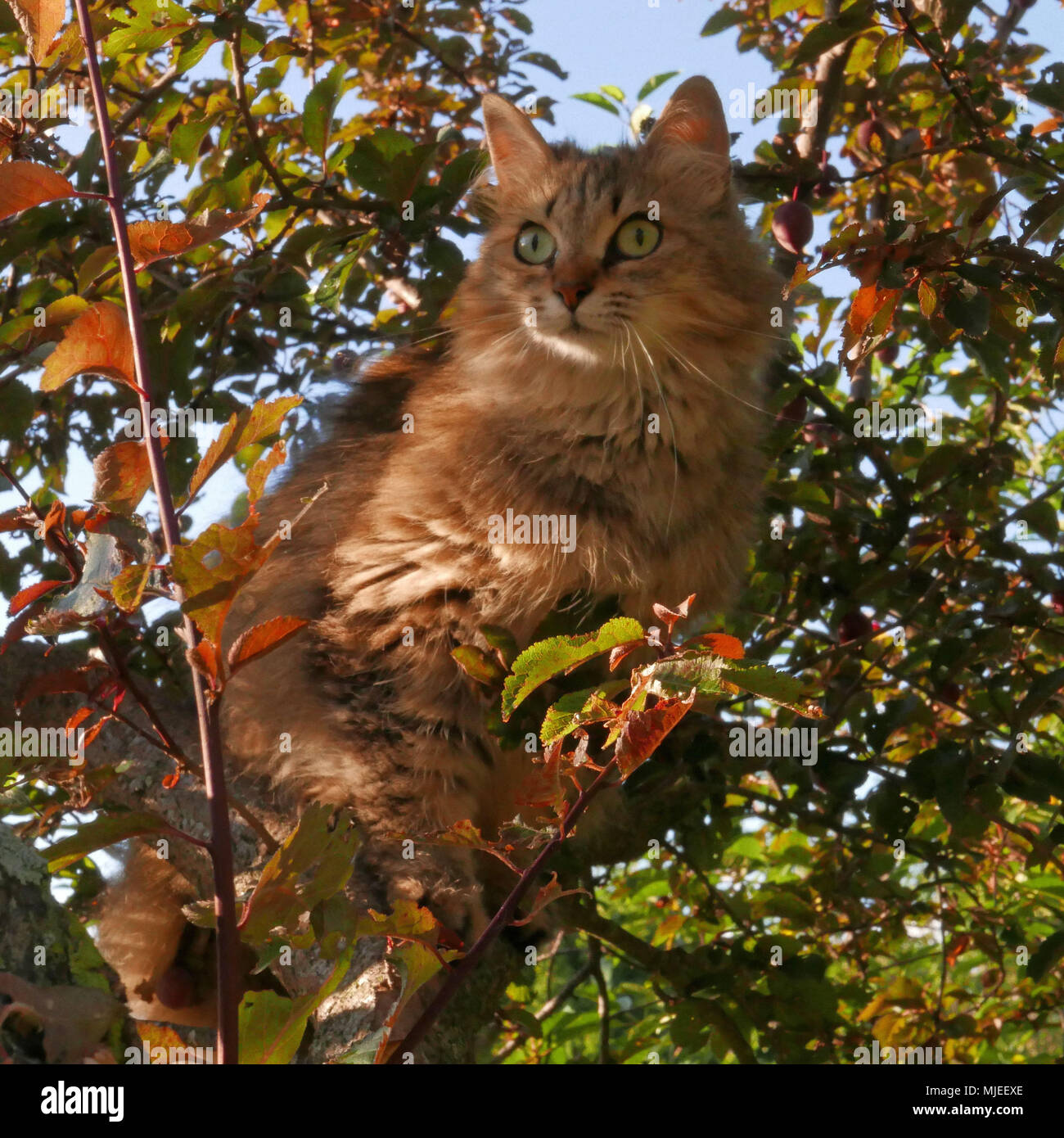 Cat on tree hi-res stock photography and images - Alamy